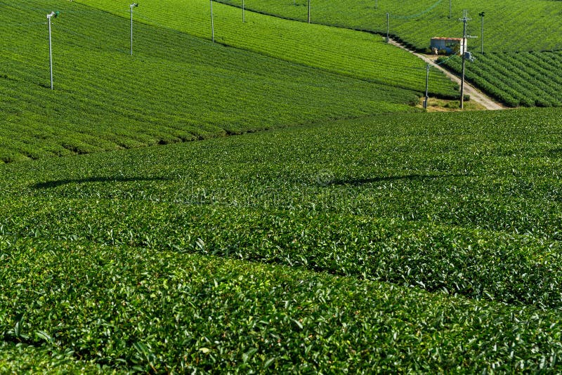 Green tea field stock photo. Image of scene, blue, countryside - 92439424