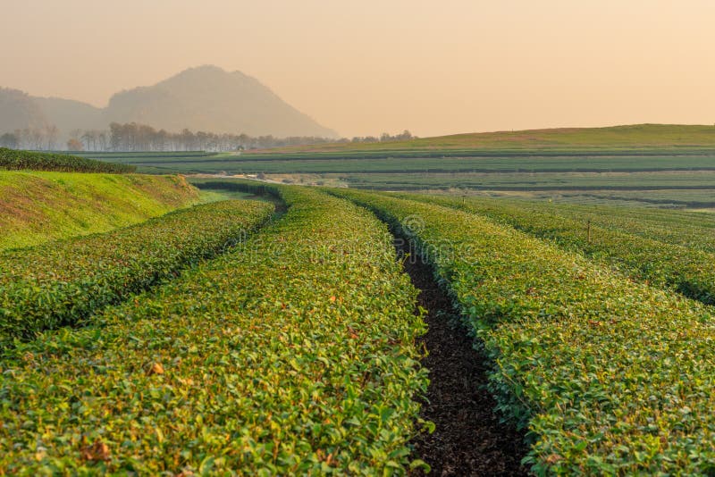 Green Tea Field Curve in the Morning Stock Photo - Image of leaf ...