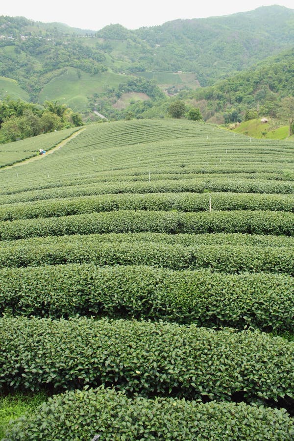 Green tea field stock image. Image of plantation, rural - 58072317