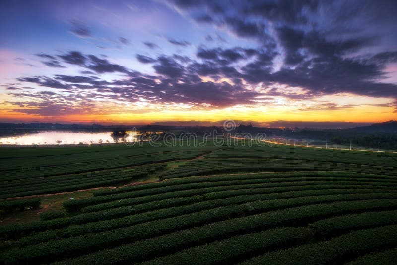Green tea field stock photo. Image of green, hills, farmland - 65333588