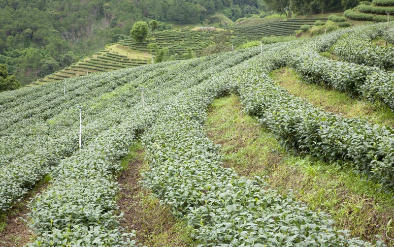 Green tea field stock photo. Image of environment, farm - 35467640