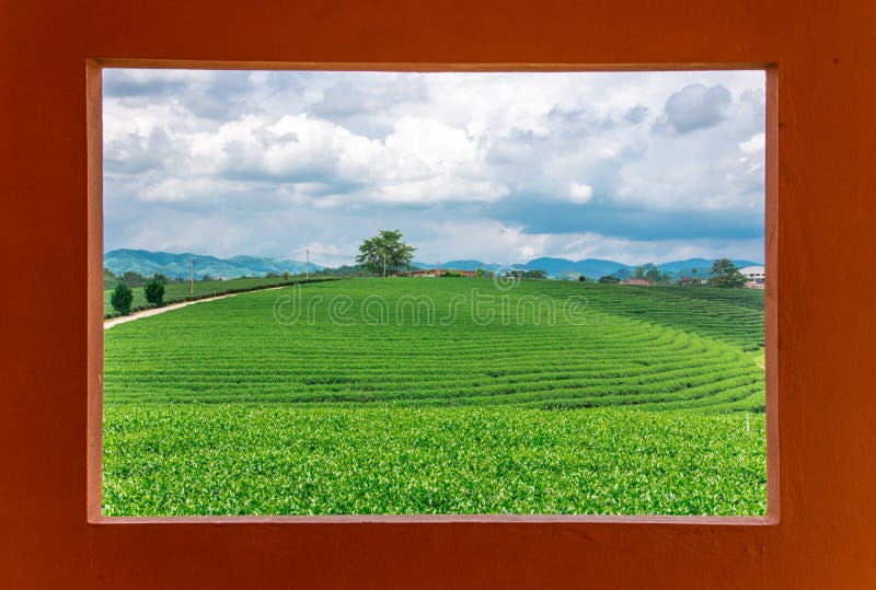 Green Tea Field View from Window with Sky Background Stock Image ...