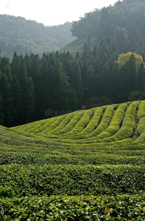 Green Tea Fields stock photo. Image of design, asia, boseong - 13535630