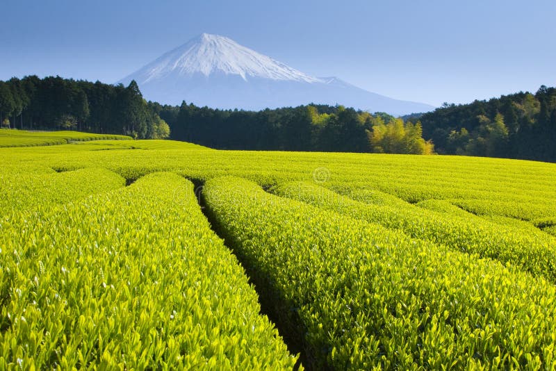 Green tea Fields stock photo. Image of mountain, chlorophyll - 2329506