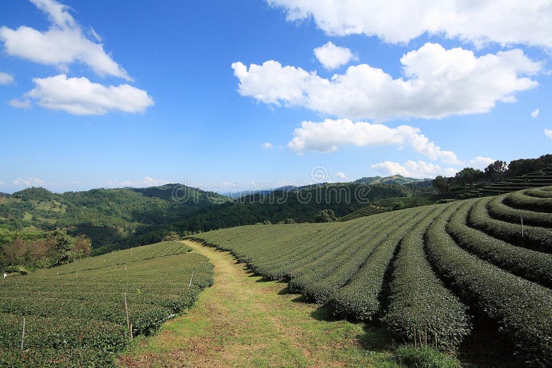 Green Tea Fields stock photo. Image of plantation, hill - 30889566