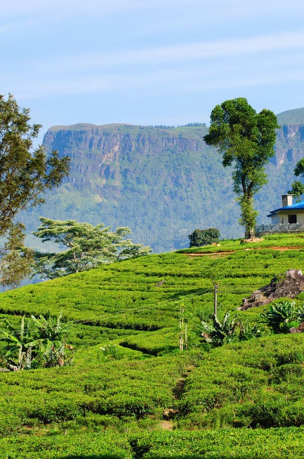 Green Tea Fields on Highlands Stock Photo - Image of asian, leaves ...
