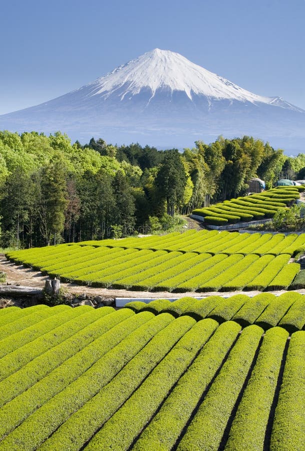 Green tea Fields stock photo. Image of mountain, chlorophyll - 2329506