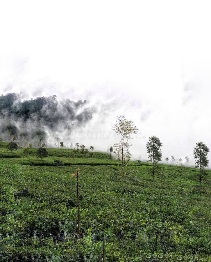 Green tea stock photo. Image of nice, mountain, green - 91668666