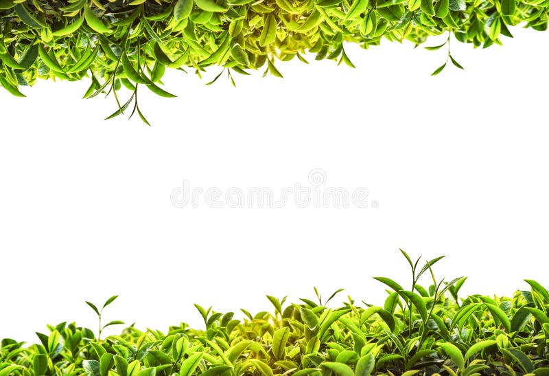 828 High Tea Frame Stock Photos - Free & Royalty-Free Stock Photos from ...