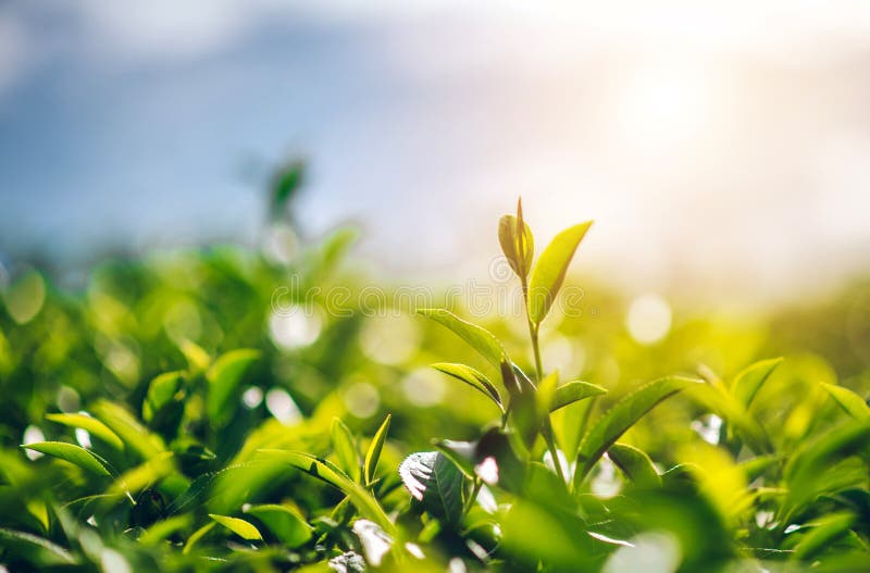 Green Tea and Fresh Leaf Tea the Sun Shines Stock Image - Image of ...