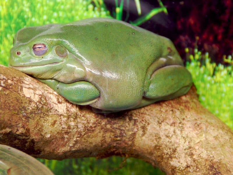 Green Tea frog Lito stock image. Image of frog, australia - 6385509
