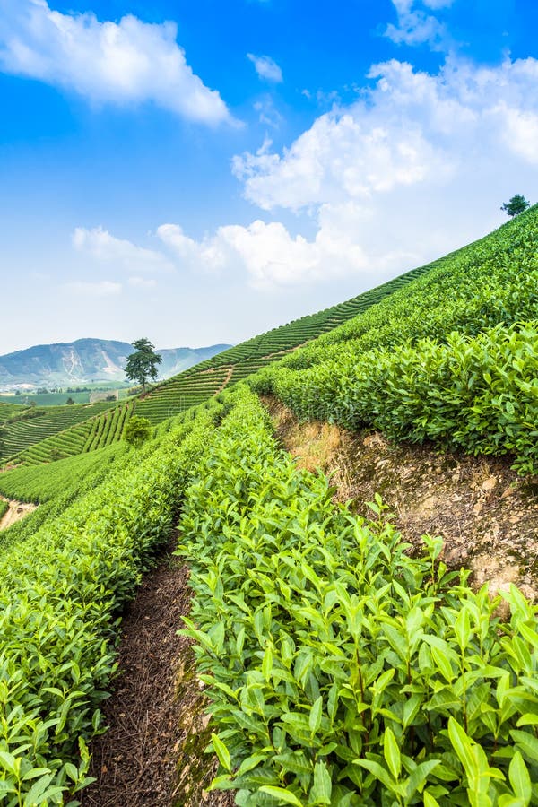 Green Tea Garden on the Hill Stock Photo - Image of blue, highland ...
