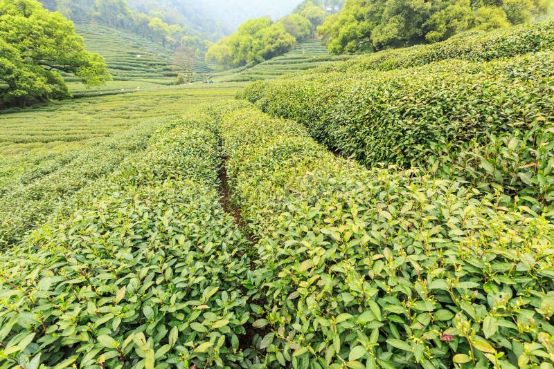 Green tea garden stock image. Image of plantations, garden - 52576465