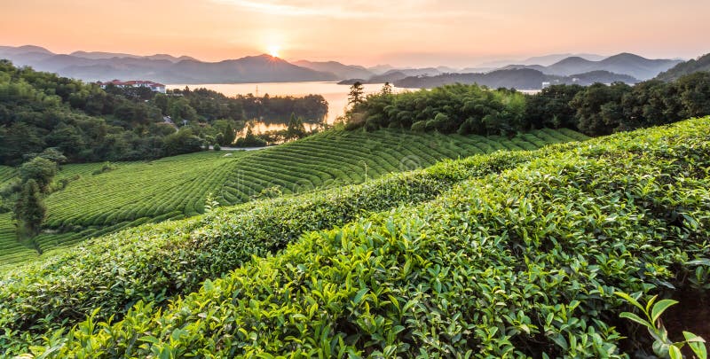 Green Tea Garden in Sunset,China South Stock Photo - Image of china ...