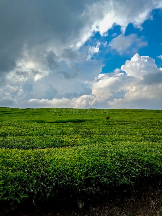 Green Tea Garden Under the Sumatran Sky Stock Image - Image of hill ...