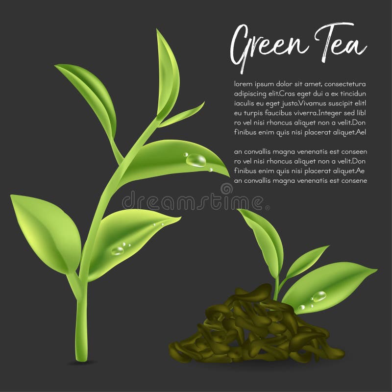 Green tea,Green tea leaf. stock vector. Illustration of green - 97016314