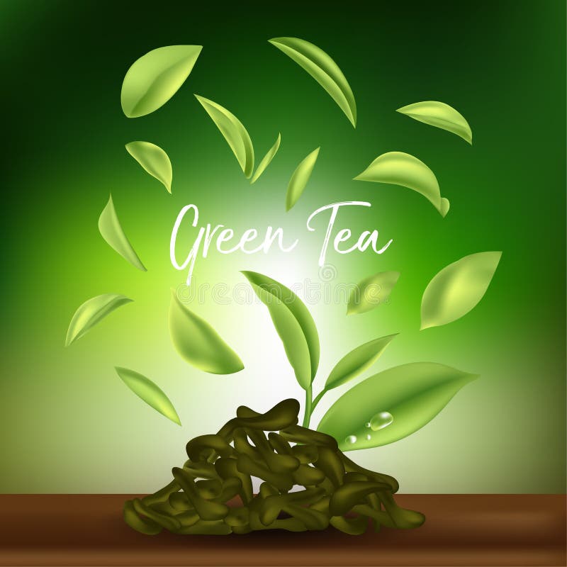 Green tea,Green tea leaf. stock vector. Illustration of summer - 97016522