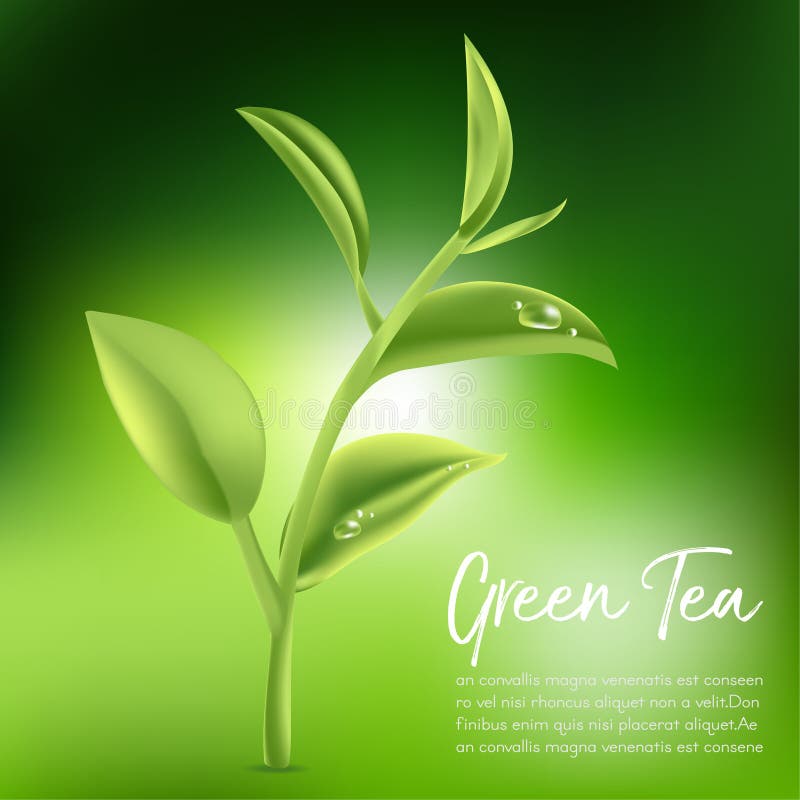 Green tea,Green tea leaf. stock vector. Illustration of fresh - 97016792