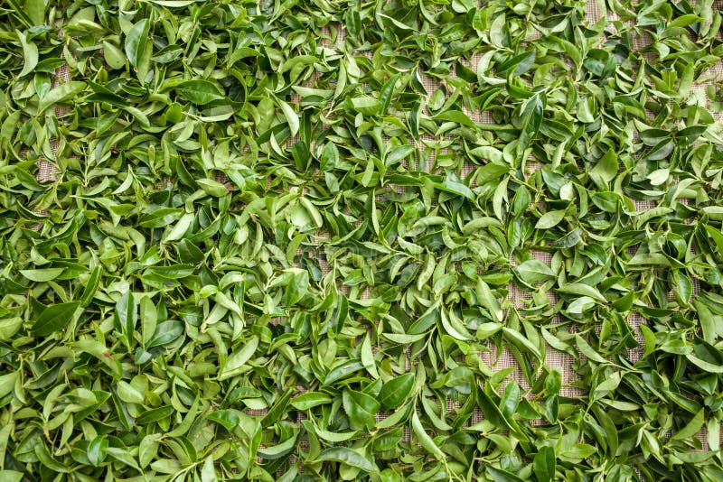 Green tea stock image. Image of beautiful, freshness - 38940701