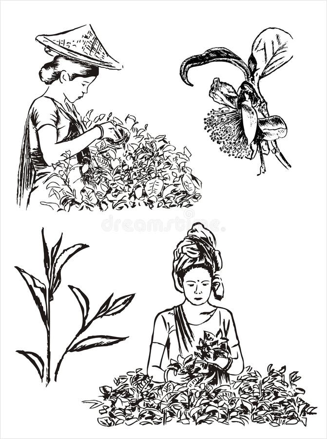 Female Tea Pickers Leaves on Plantation Stock Vector - Illustration of ...