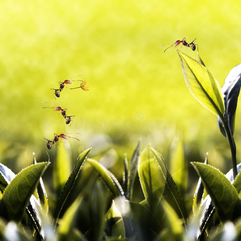 Green Tea Leaf with Ant on it Stock Photo - Image of closeup, medicine ...