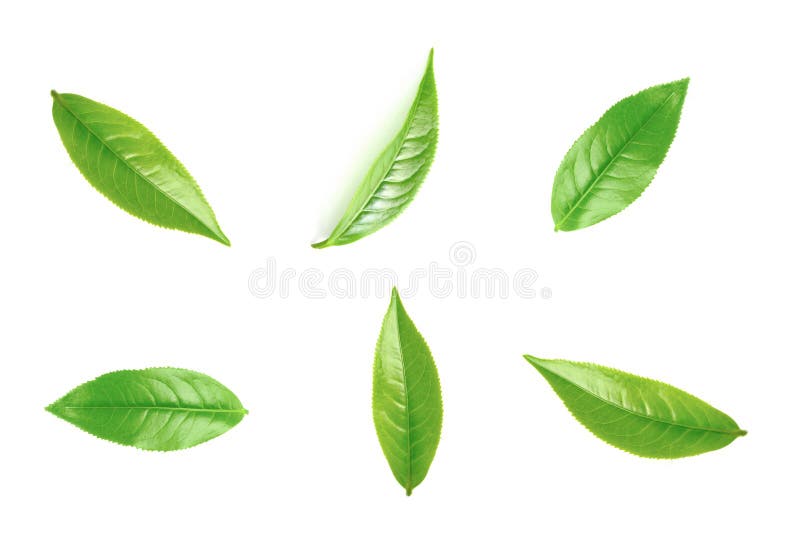 Green Tea Leaf Collection Isolated on White Background Stock Image ...