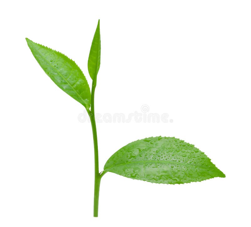Green Tea Leaf with Drops of Water on White Background Stock Photo ...