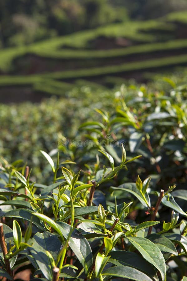 Green Tea Leaf in the Field Stock Image - Image of farm, foliage: 38094853