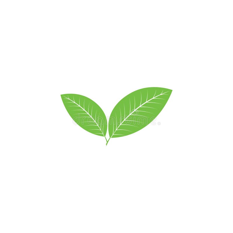 Green tea leaf icon vector stock vector. Illustration of herb - 257431409