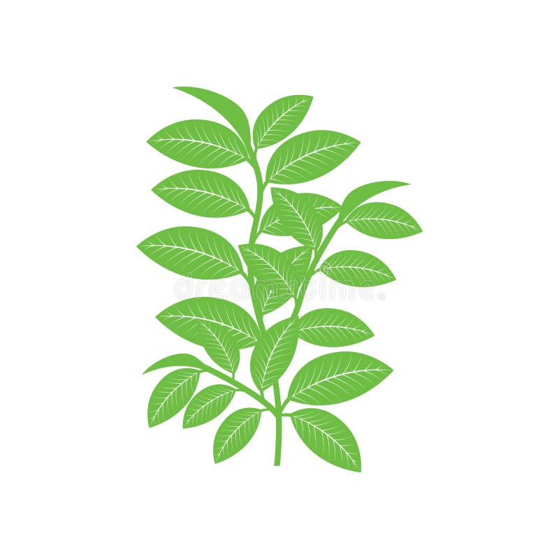 Green tea leaf icon vector stock vector. Illustration of vector - 257431433