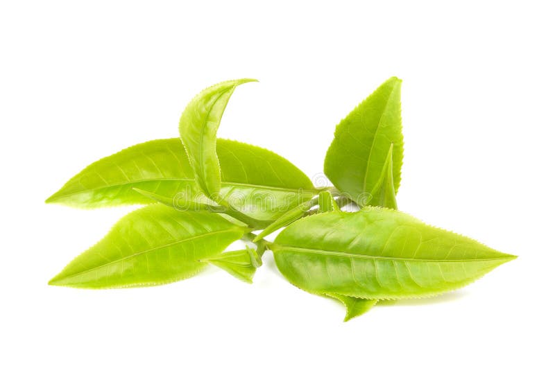 Green Tea Leaf Isolated on White Background. Stock Image - Image of ...