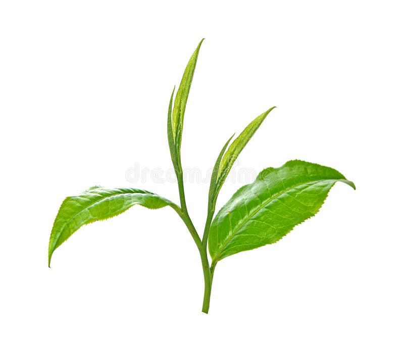 Green Tea Leaf Isolated on White Background Stock Image - Image of ...