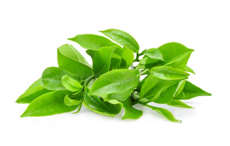 Green Tea Leaf Isolated on White Stock Image - Image of healthy ...