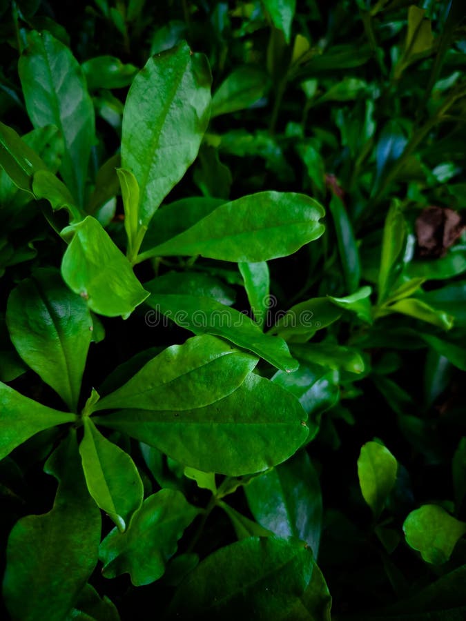 Green Tea Leaf the Java Land Stock Image - Image of java, green: 244279829