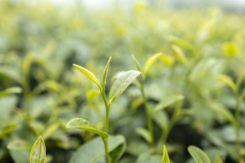 Green Tea Leaf in the Morning, Tea Plantation Stock Image - Image of ...