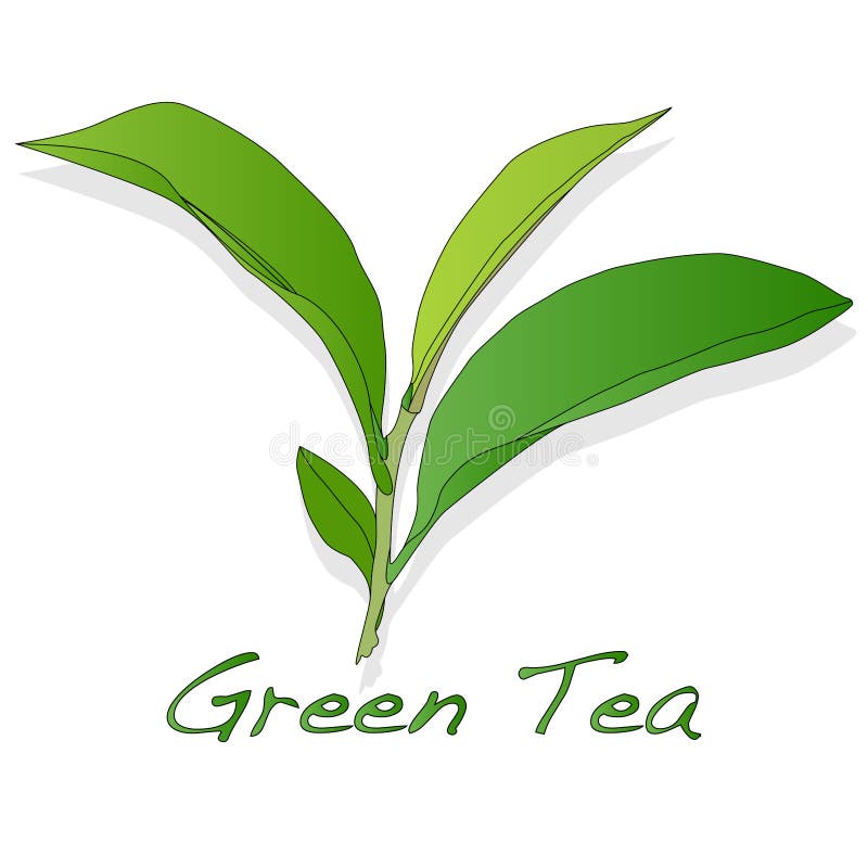 Green Tea Leaves Vector