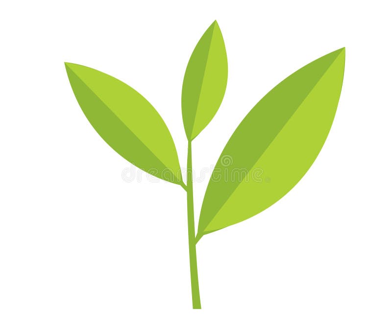Green Tea leaf stock illustration. Illustration of teapot - 79078124