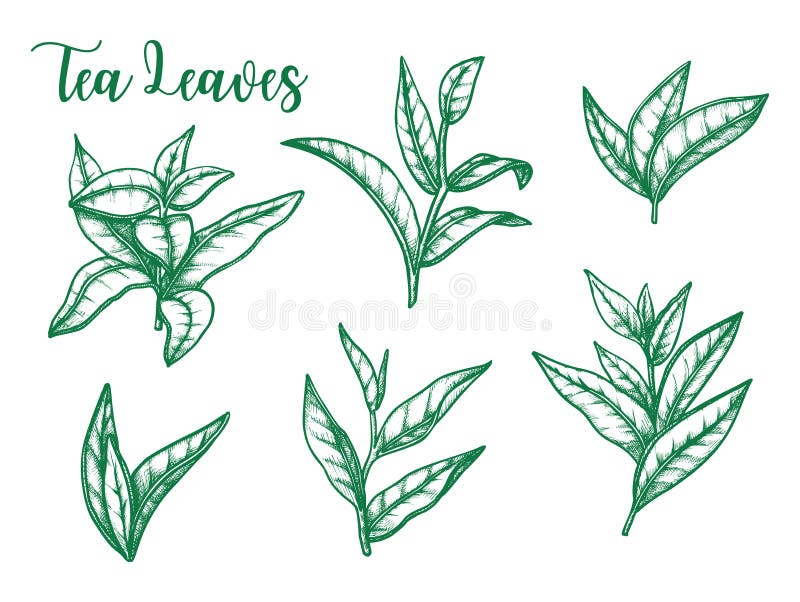 Green Tea Leaf Vector Sketch, Tea Package Design Stock Vector ...