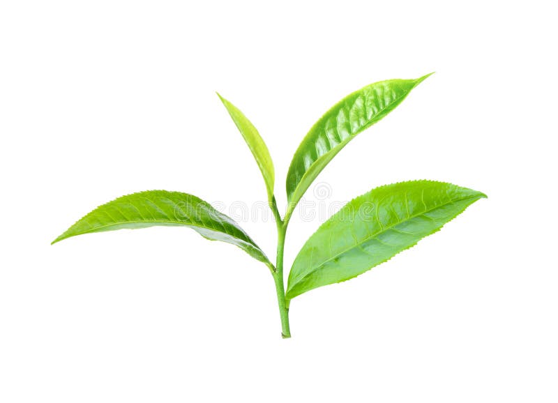 Green Tea Leaf on White Background Stock Photo - Image of beautiful ...