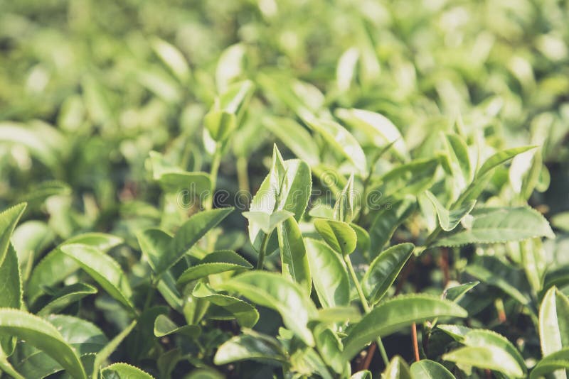 Green Tea Leave in Field, Close Up Stock Photo - Image of plantation ...