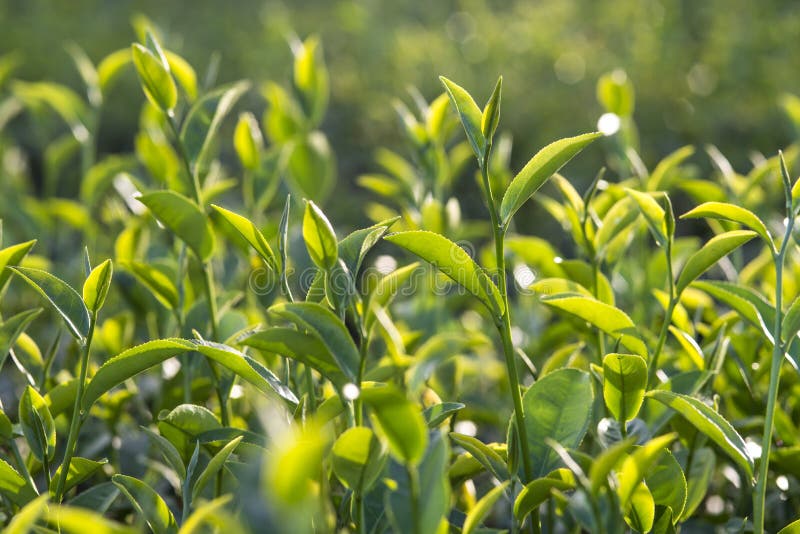 Green tea leave stock image. Image of noon, blue, breakfast - 100896341