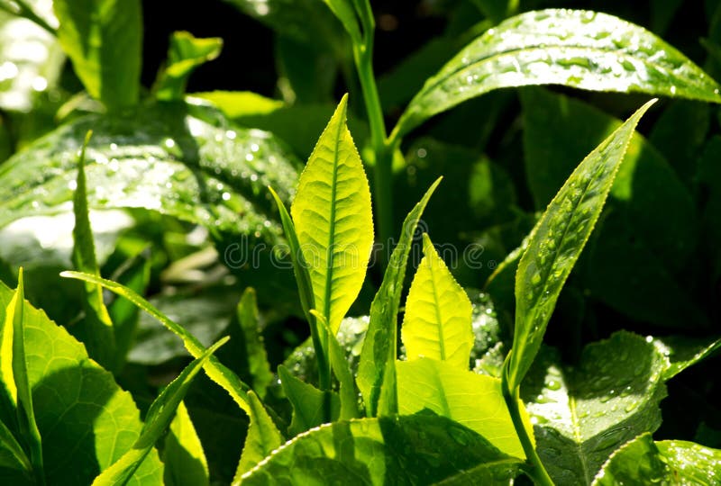 Green Tea Leaves with Dew Drops Stock Photo - Image of close, bright ...