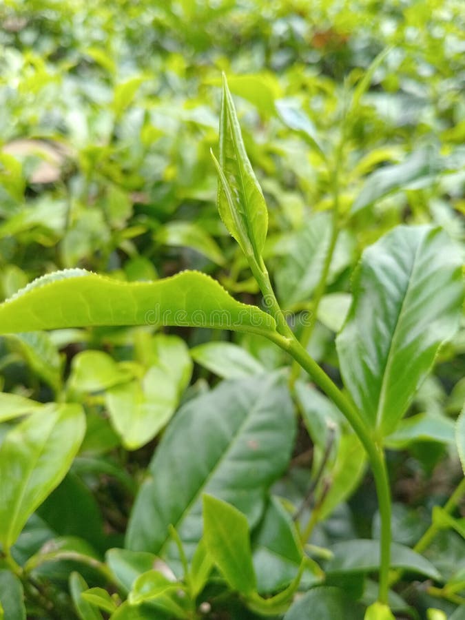 Green Tea Leaves - Tea Estate - Beautiful Stock Image - Image of leaves ...