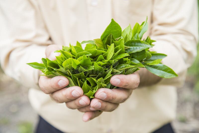 Green Tea Leaves stock image. Image of garden, growing - 59421173