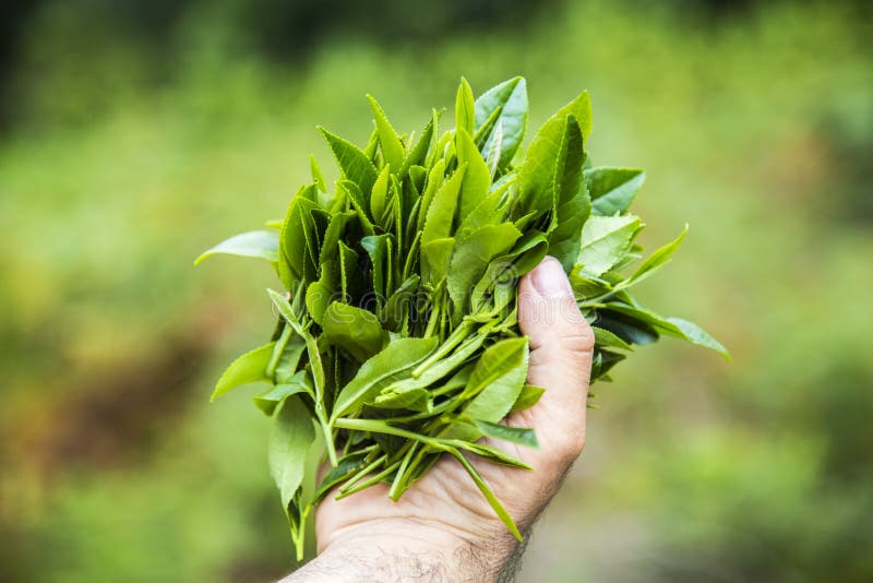 Green Tea Leaves stock image. Image of cure, environment - 59434975