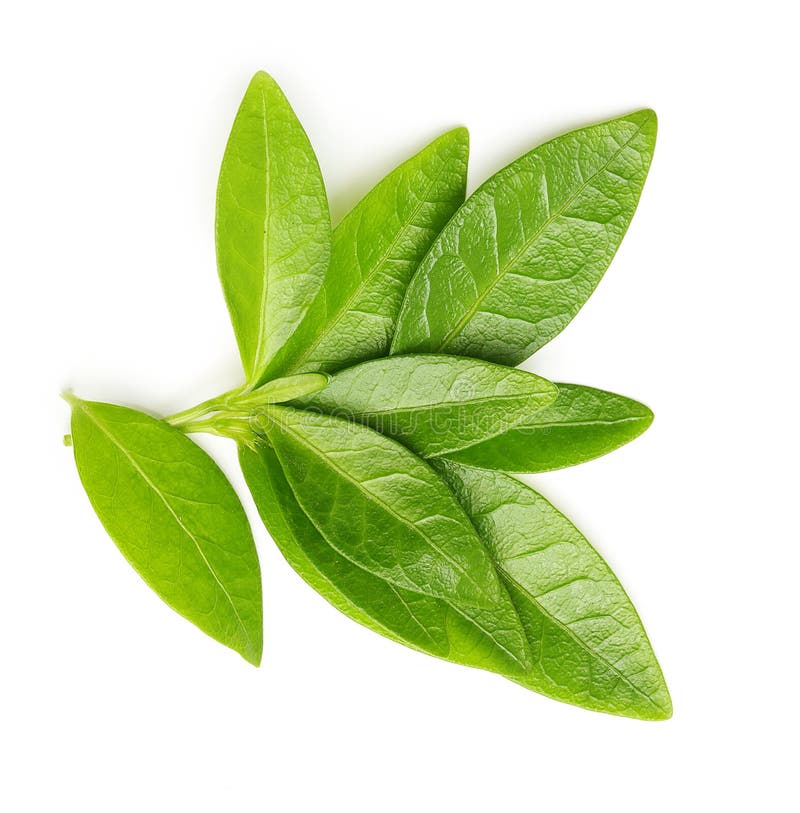 Collection Green Tree Leaves, High Resolution. Stock Image - Image of ... Collection Green Tree Leaves, High Resolution. Stock Image - Image of ...