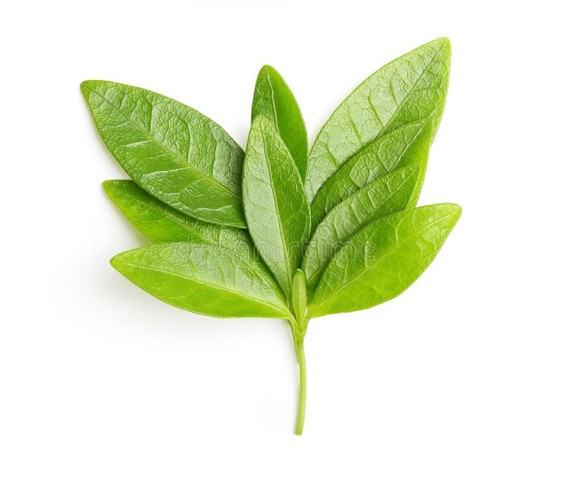 Green tea leaves isolated stock photo. Image of branch - 189618454