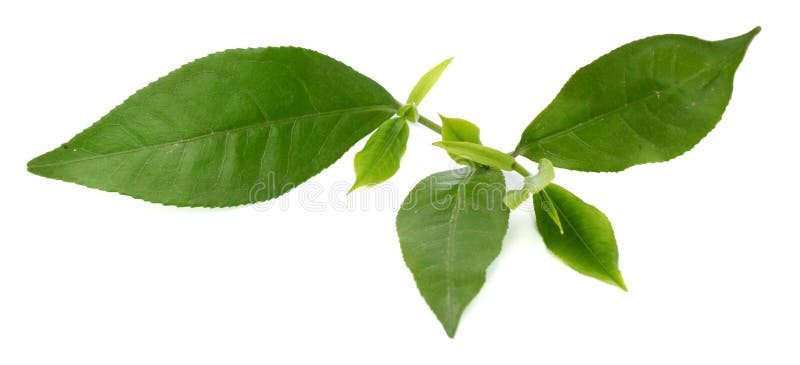 Green Tea Leaf Isolated on White Stock Image - Image of processing ...