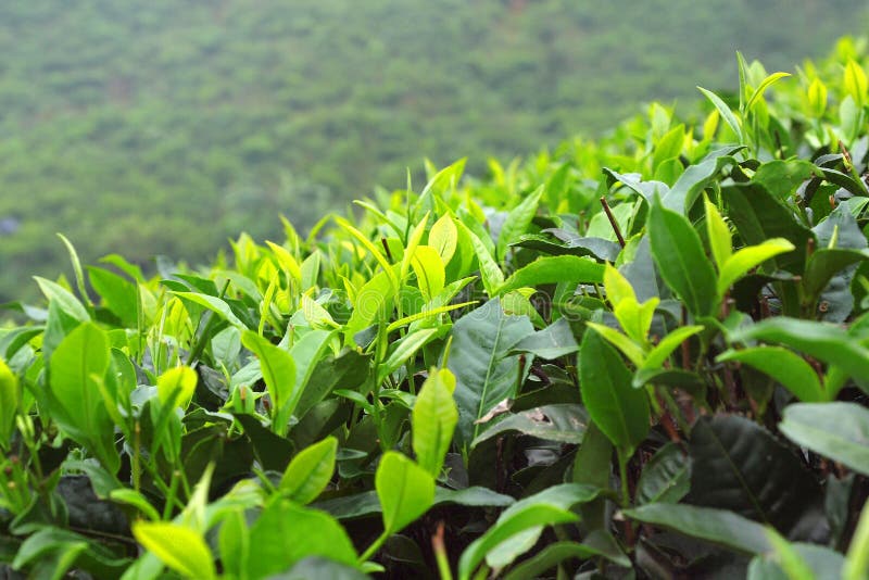 Cambodia Tea Plantation Stock Photos - Free & Royalty-Free Stock Photos ...
