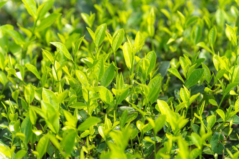 Green Tea Leaves in a Tea Plantation in Morning Stock Image - Image of ...